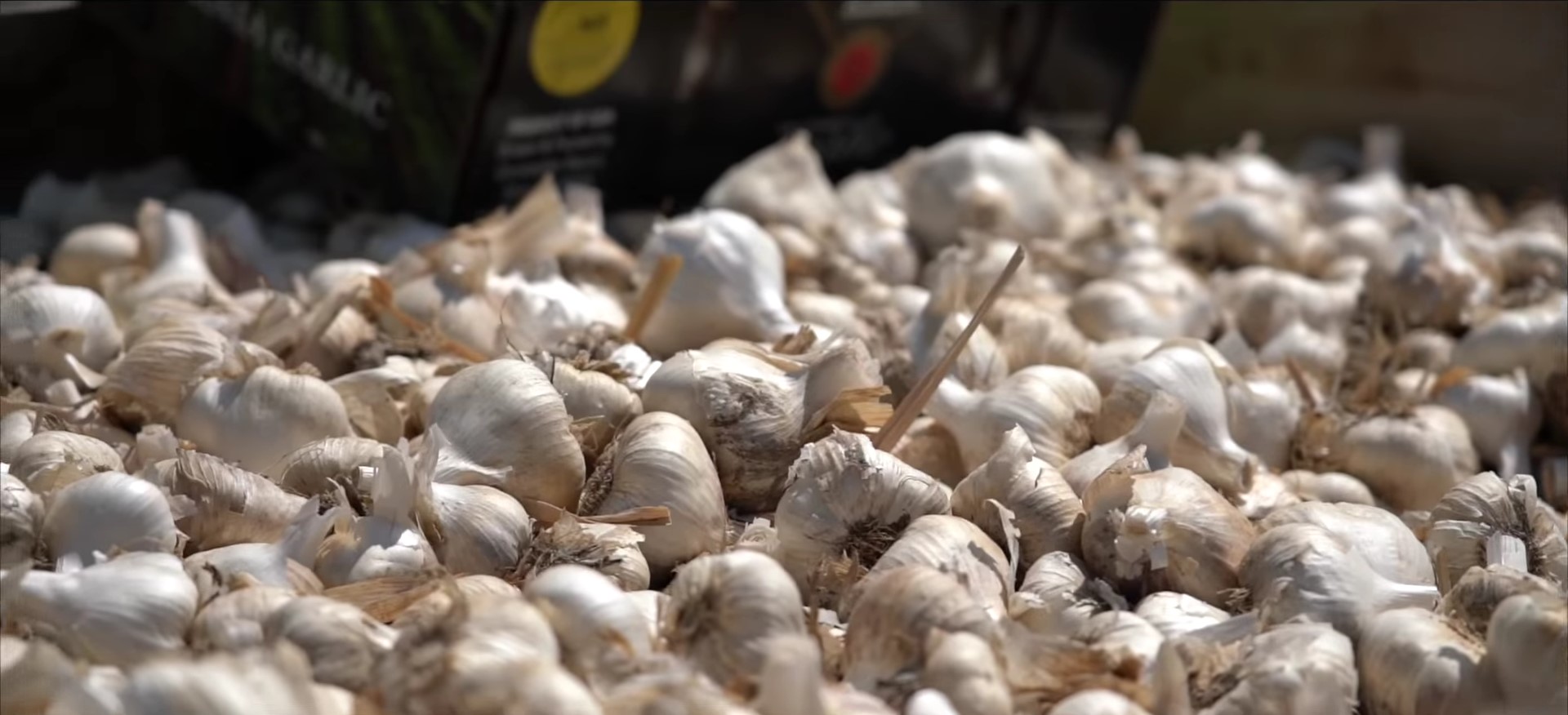 Gilroy Garlic Festival Returns | Metro Silicon Valley | Silicon Valley ...